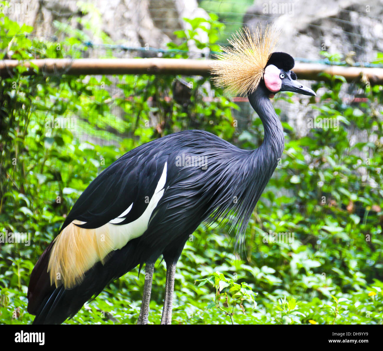 Crane bird hi-res stock photography and images - Alamy