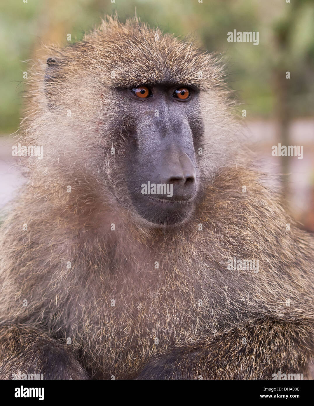 Baboon, Africa, African wildlife Stock Photo - Alamy