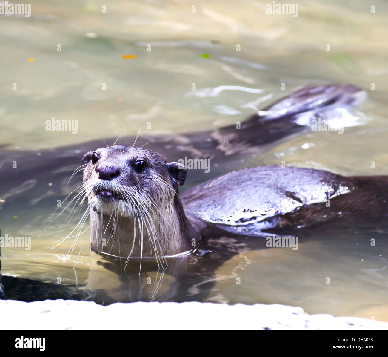 Wet otters hi-res stock photography and images - Alamy