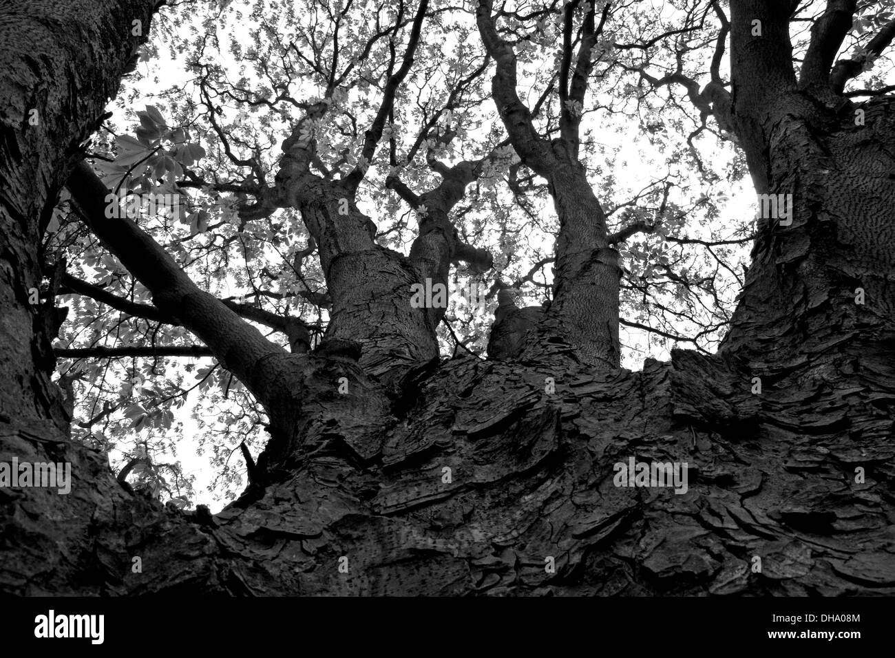 Monochrome large tree Stock Photo - Alamy