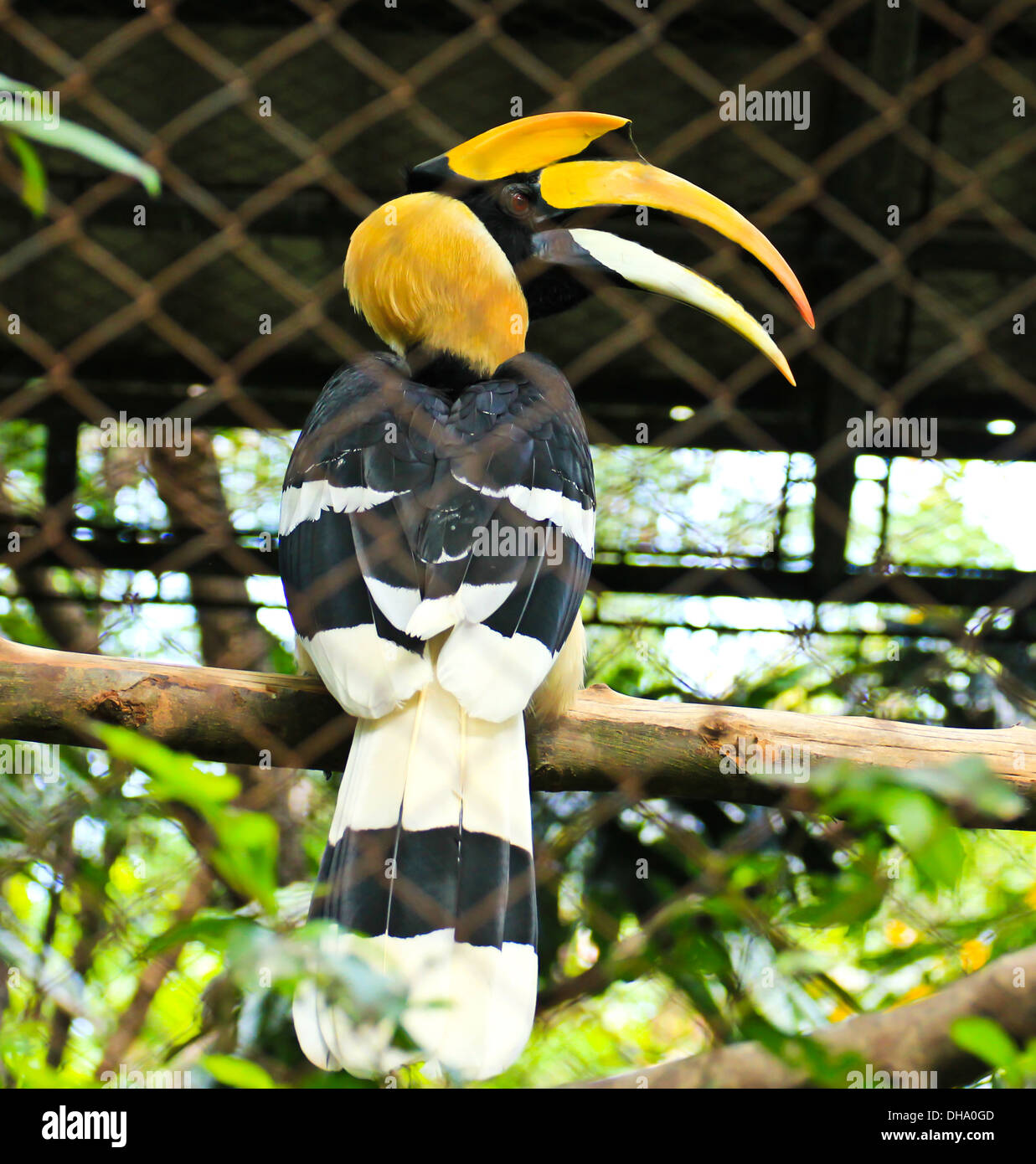 Rare hornbill hi-res stock photography and images - Alamy