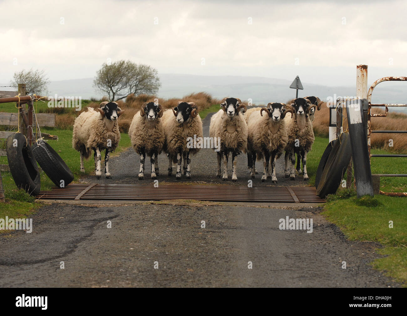 Near forest of bowland hi-res stock photography and images - Alamy