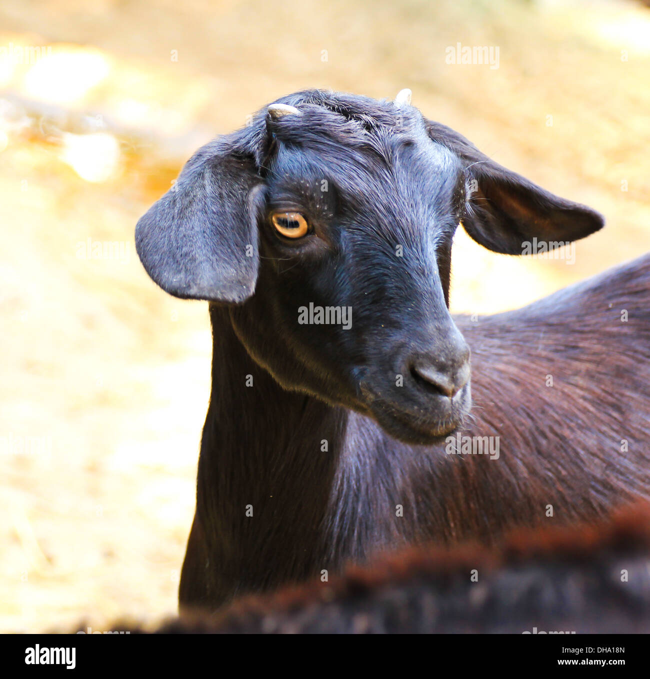 Black goat hi-res stock photography and images - Alamy