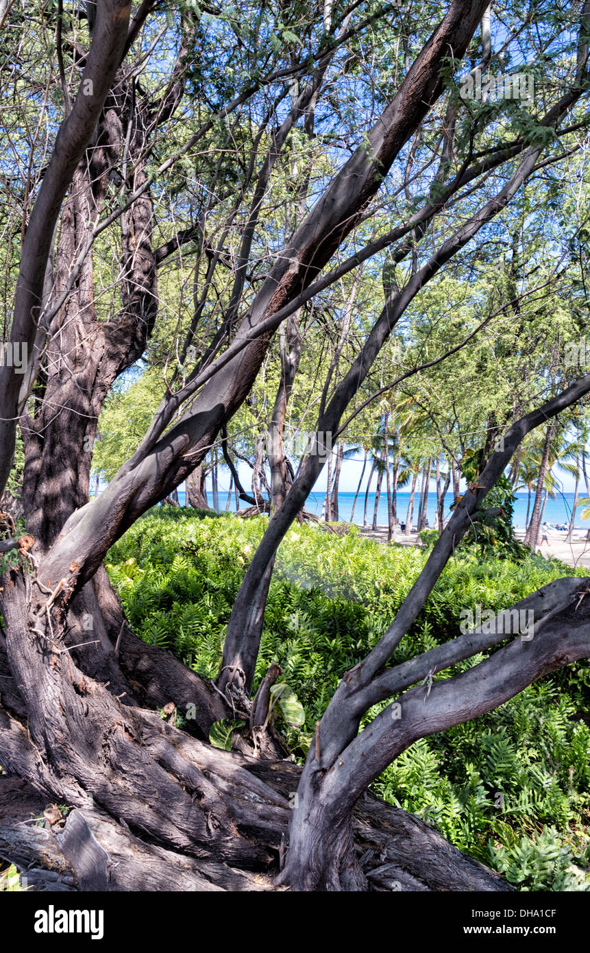 Big island plants hi-res stock photography and images - Alamy
