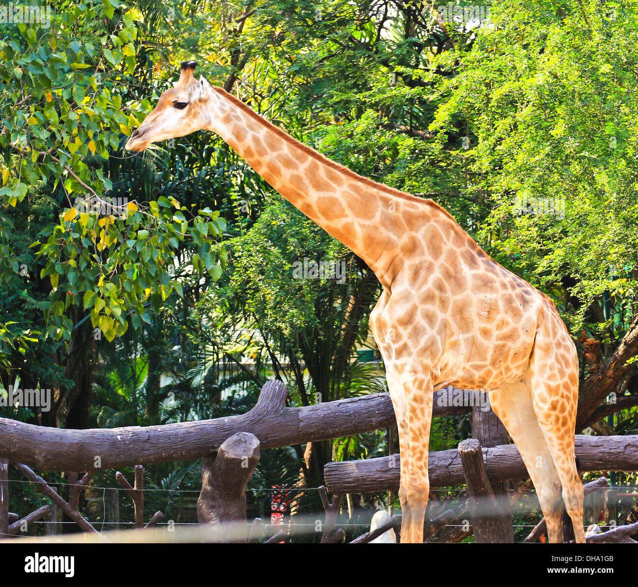 Wildlife zoo giraffe hi-res stock photography and images - Alamy