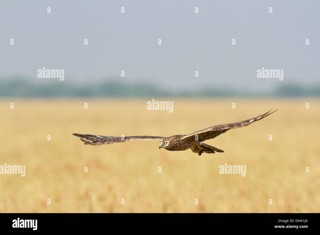 harrier in flight Stock Photo - Alamy