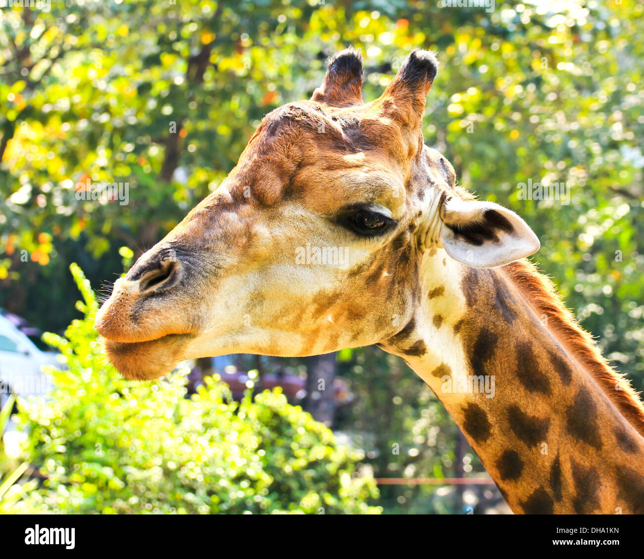 Portrait giraffe hi-res stock photography and images - Alamy