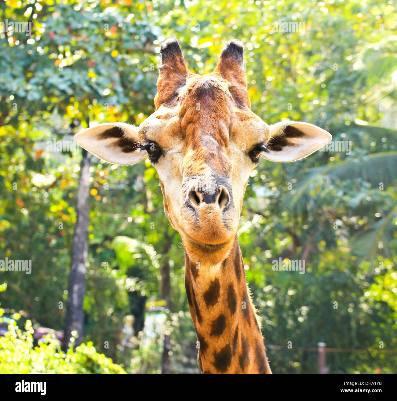 Closeup portrait of giraffe Stock Photo - Alamy