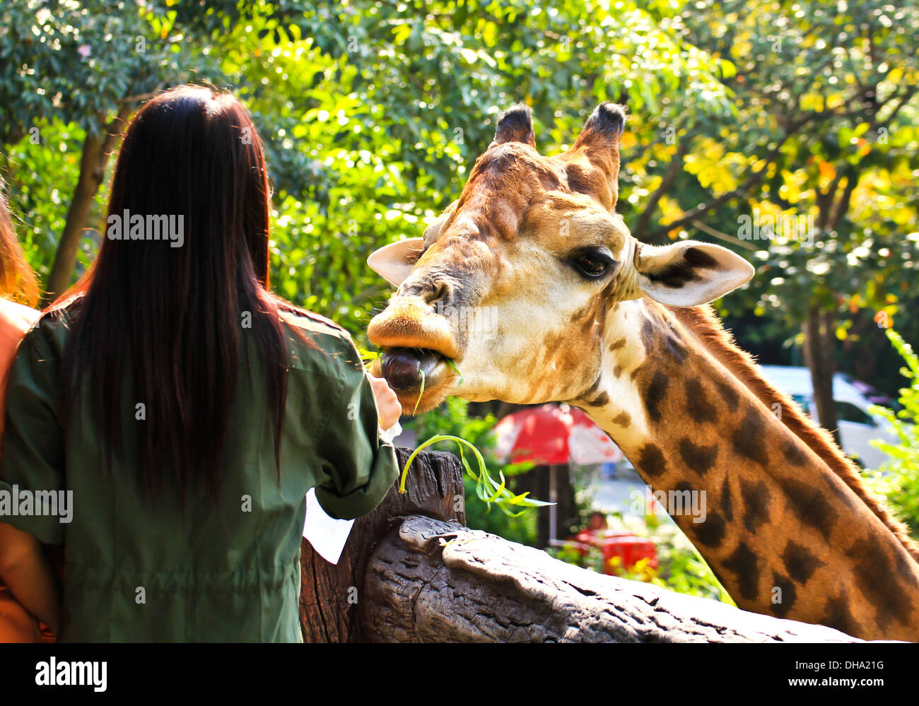 People feed a giraffe in a zoo Stock Photo - Alamy
