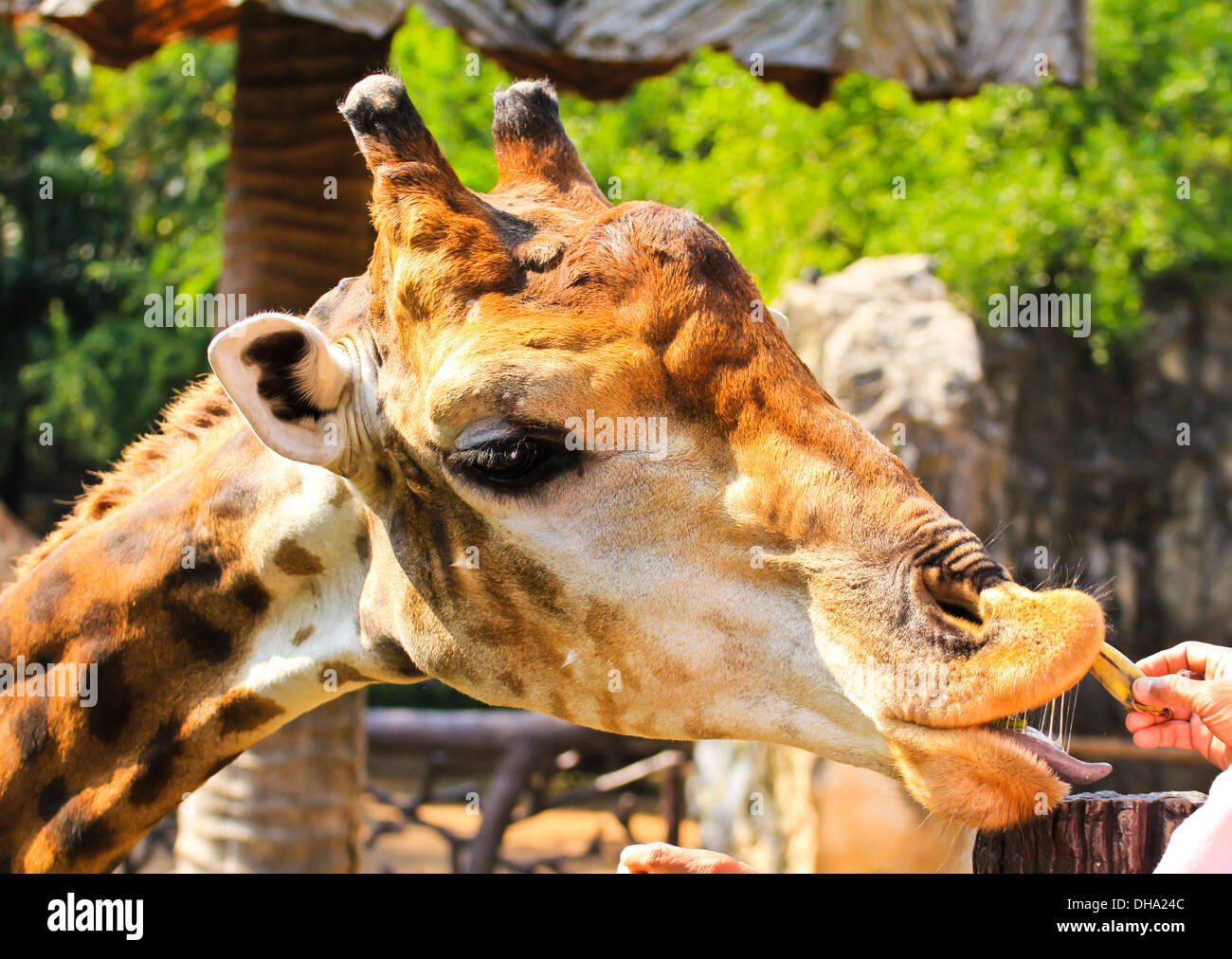 People feed a giraffe in a zoo Stock Photo - Alamy