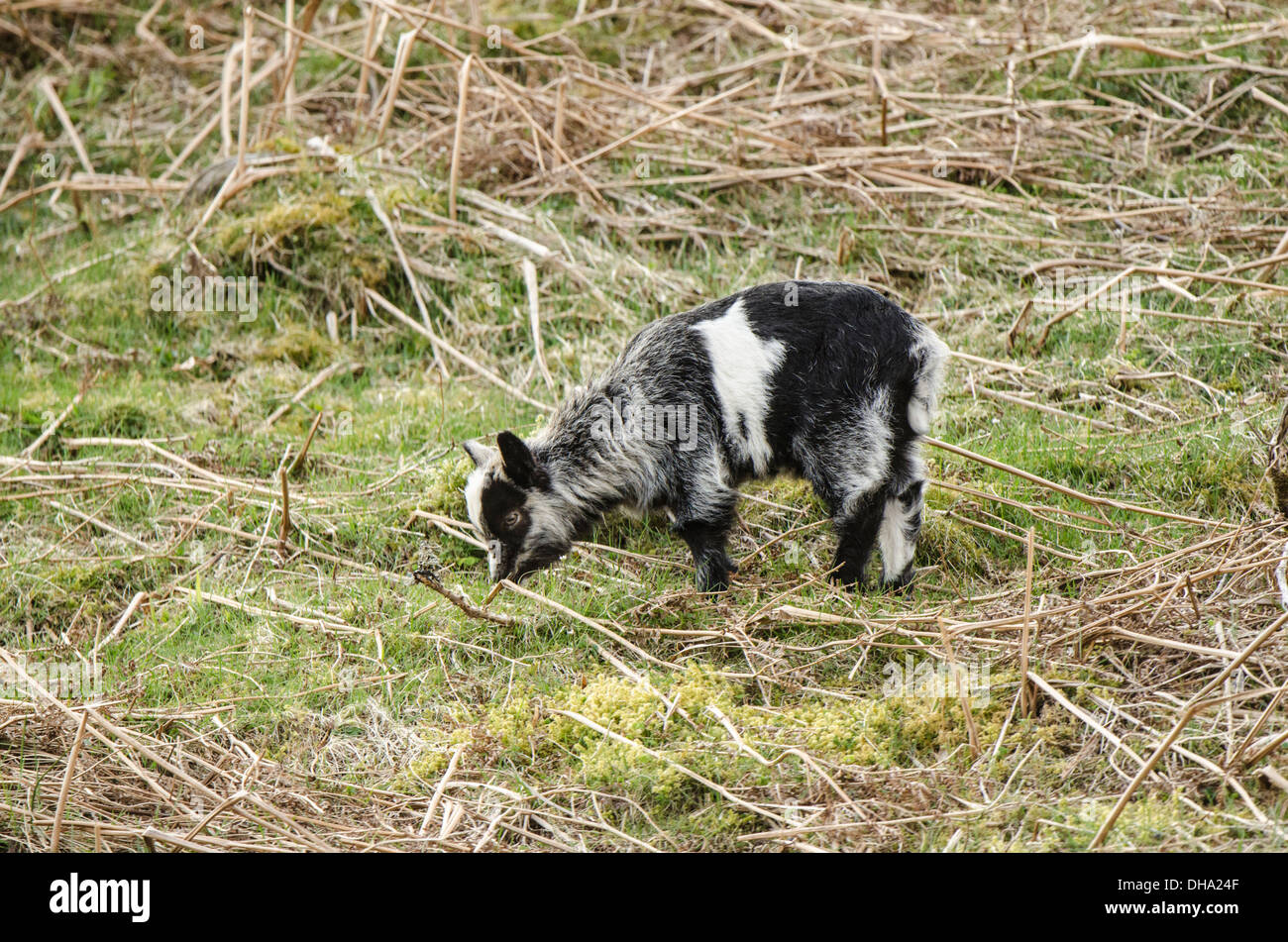 Male feral goat hi-res stock photography and images - Alamy