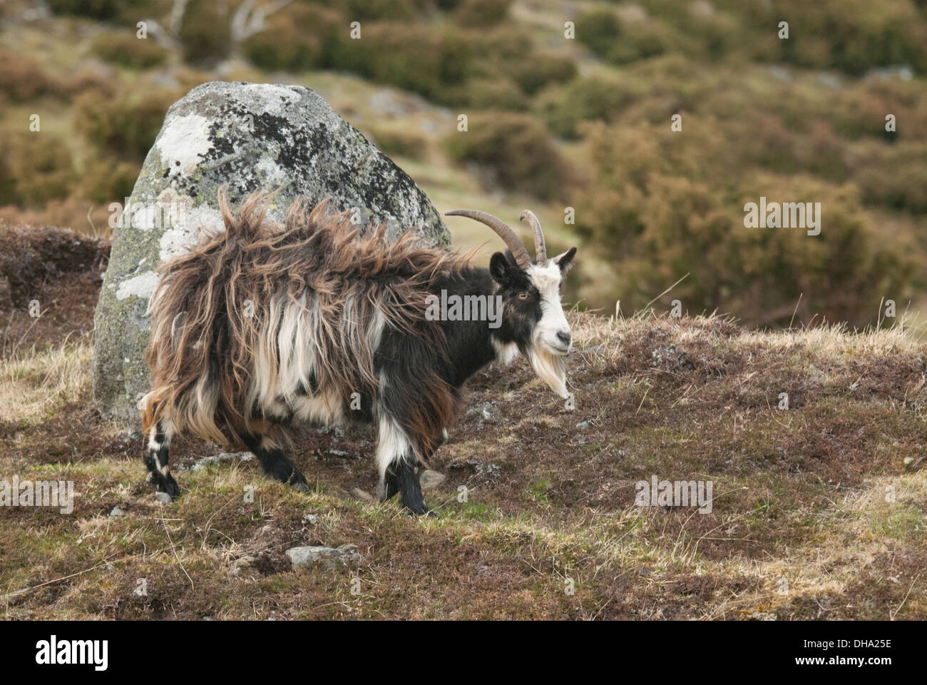 Male feral goat hi-res stock photography and images - Alamy