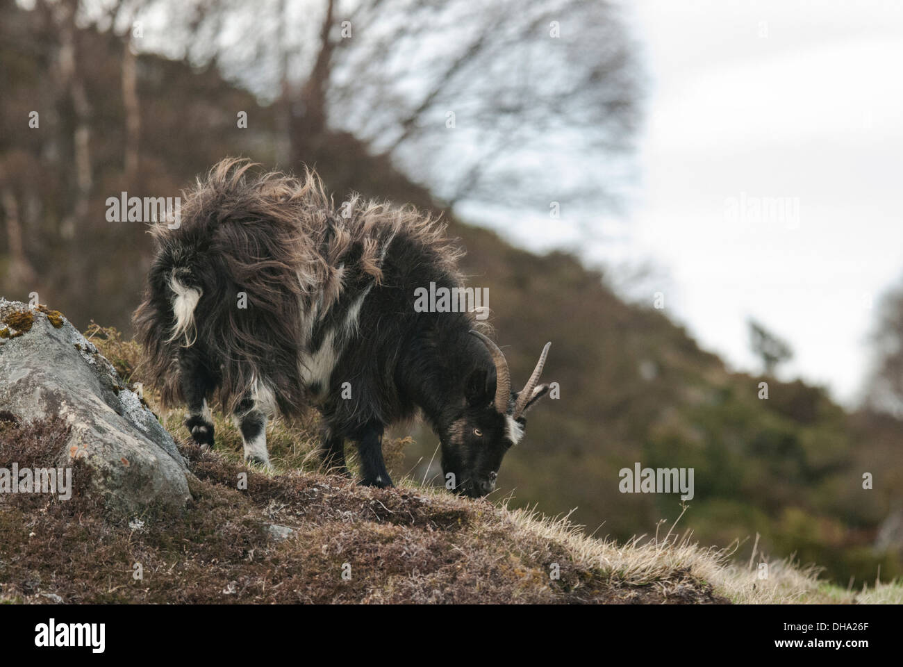 Feral Goat browsing Stock Photo - Alamy