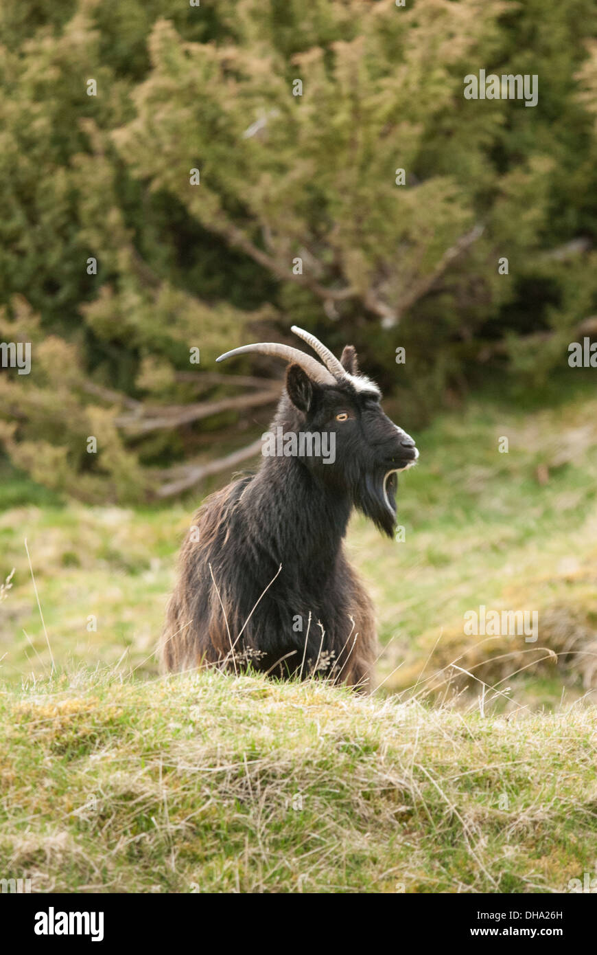 Male feral goat hi-res stock photography and images - Alamy