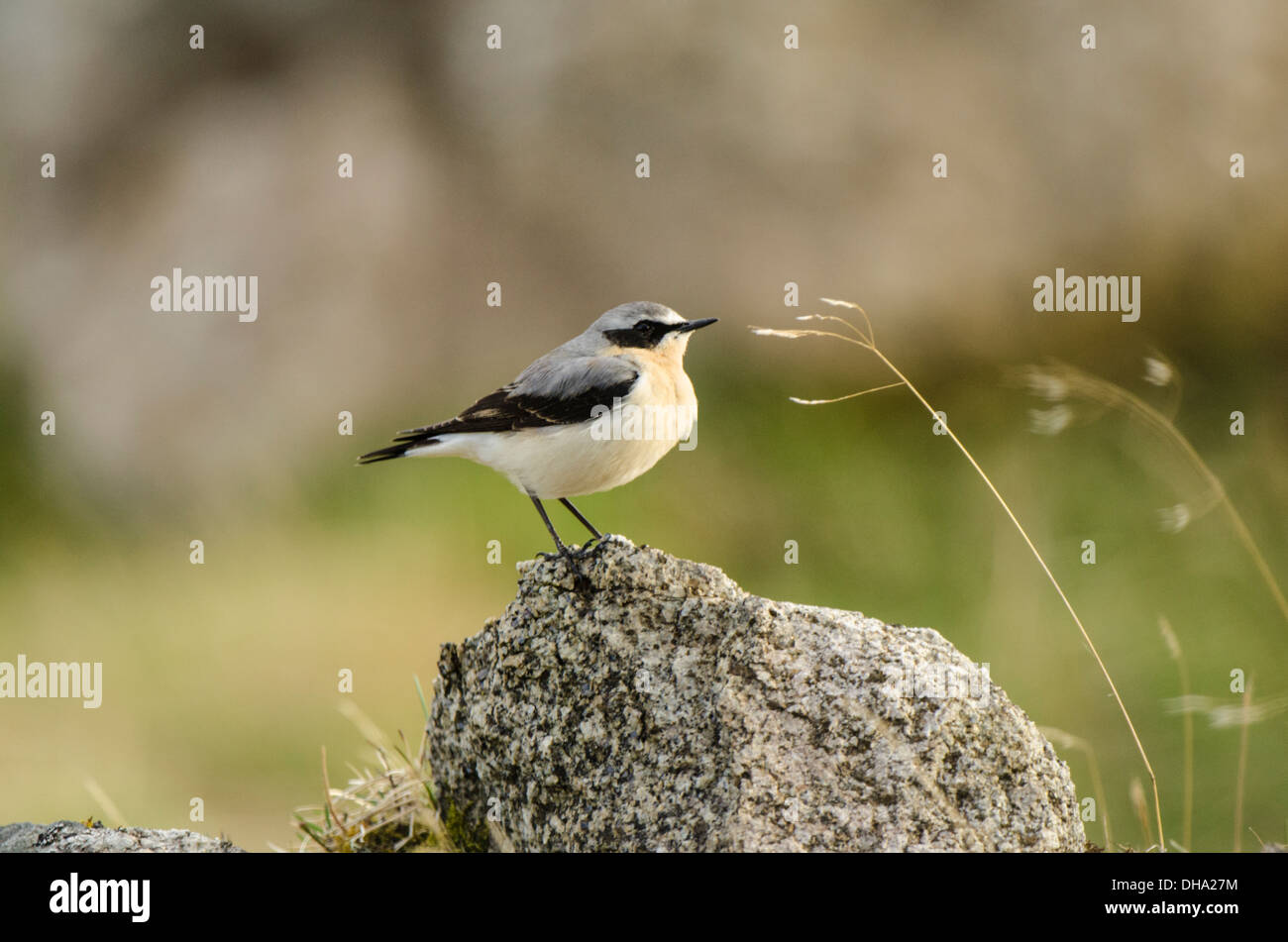 Oenanthe o hi-res stock photography and images - Alamy