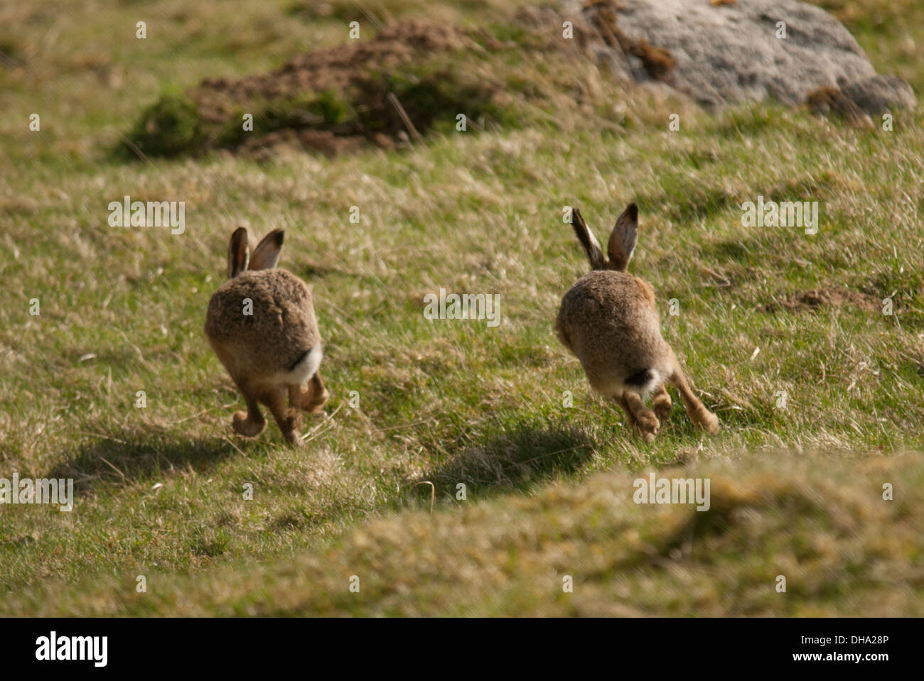 Hares form hi-res stock photography and images - Alamy