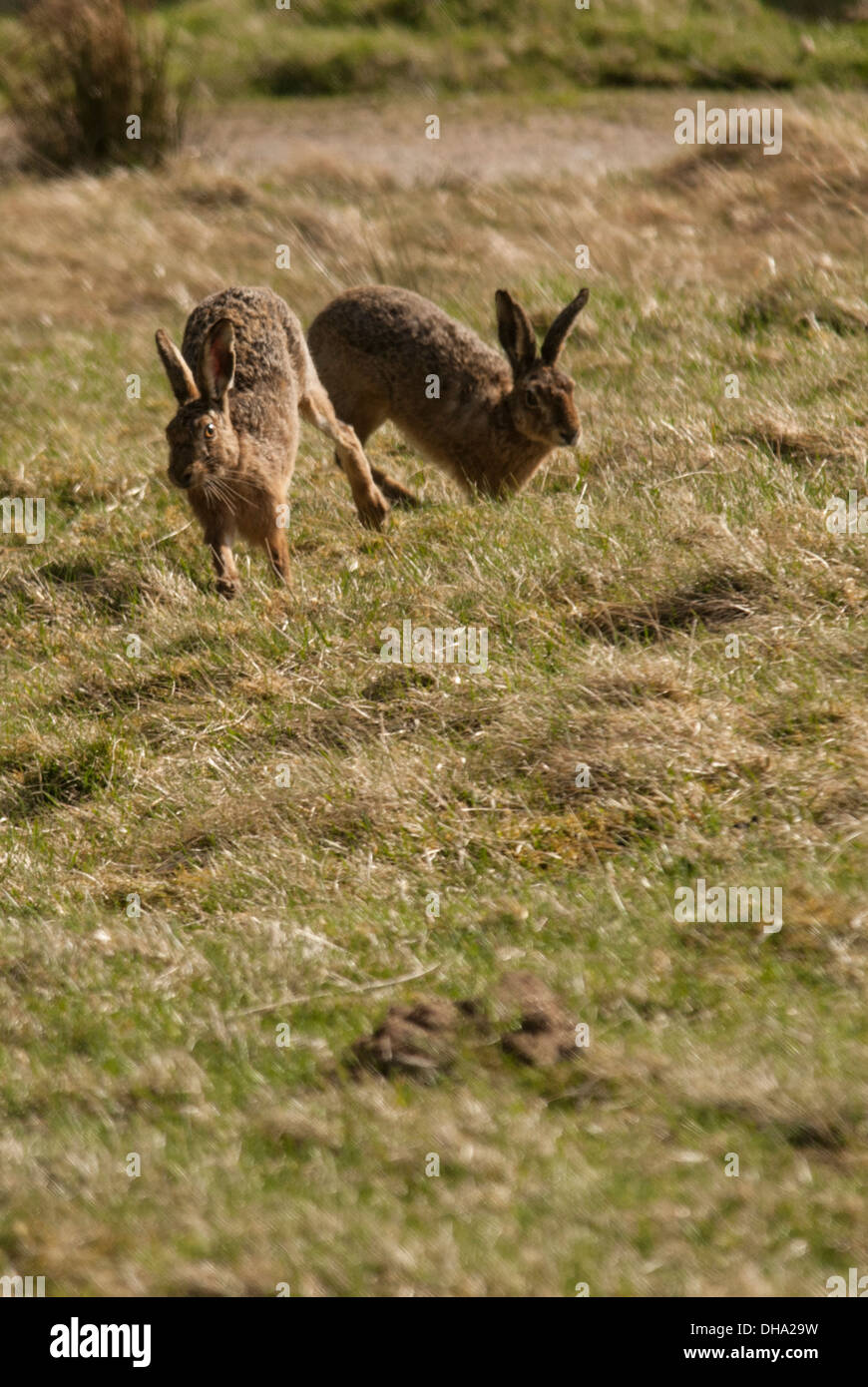Hares in chase during courtship, Space in foreground Stock Photo - Alamy