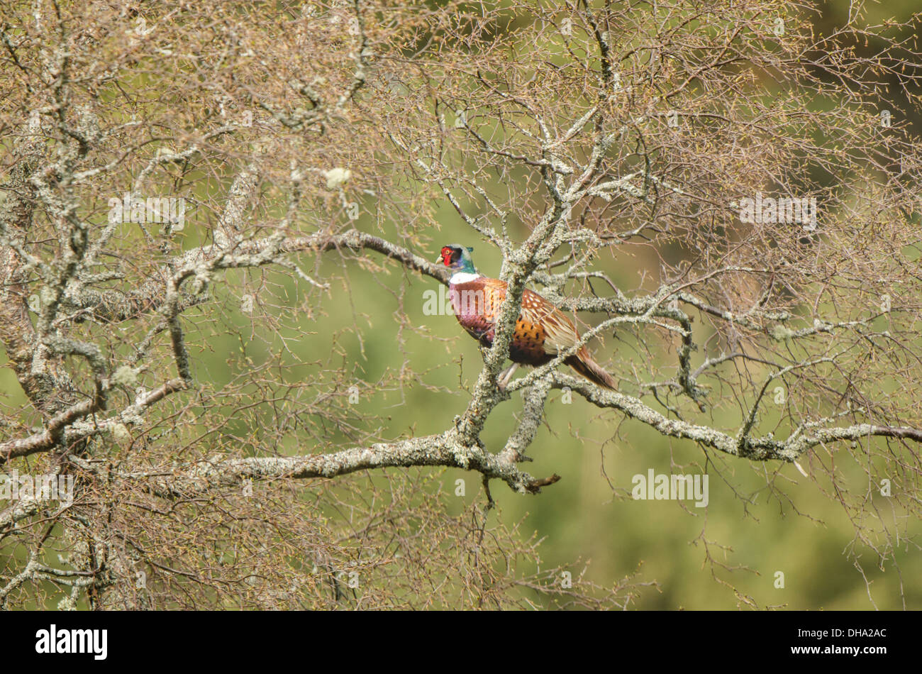 Reared pheasant hi-res stock photography and images - Alamy
