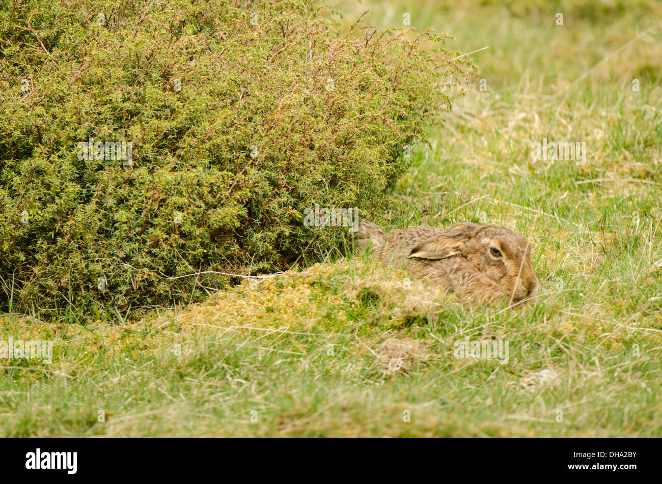 Hares Form High Resolution Stock Photography and Images - Alamy