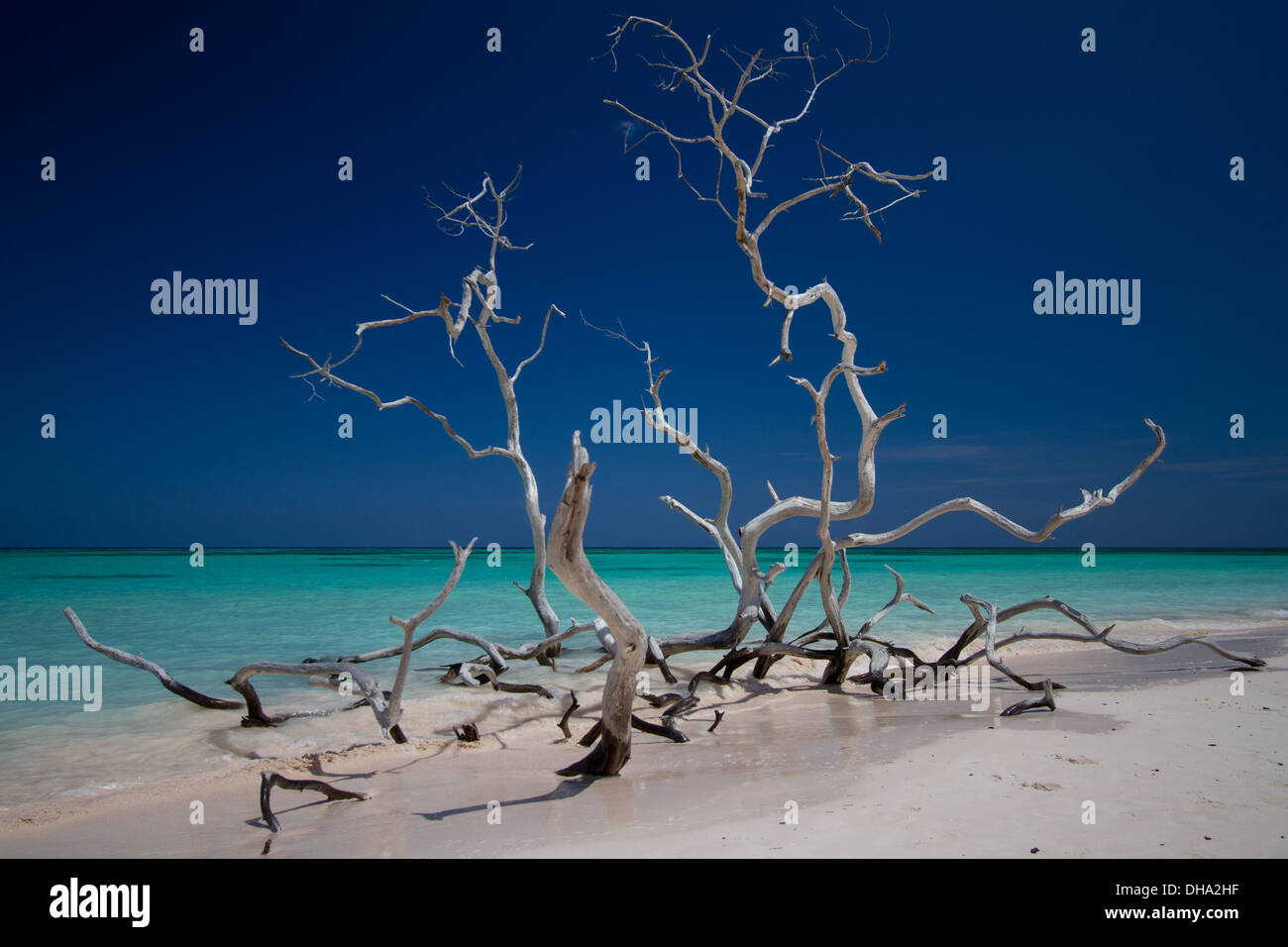 Dead tree on the beach Stock Photo - Alamy