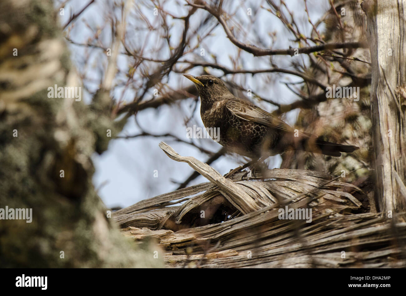 Ousel hi-res stock photography and images - Alamy