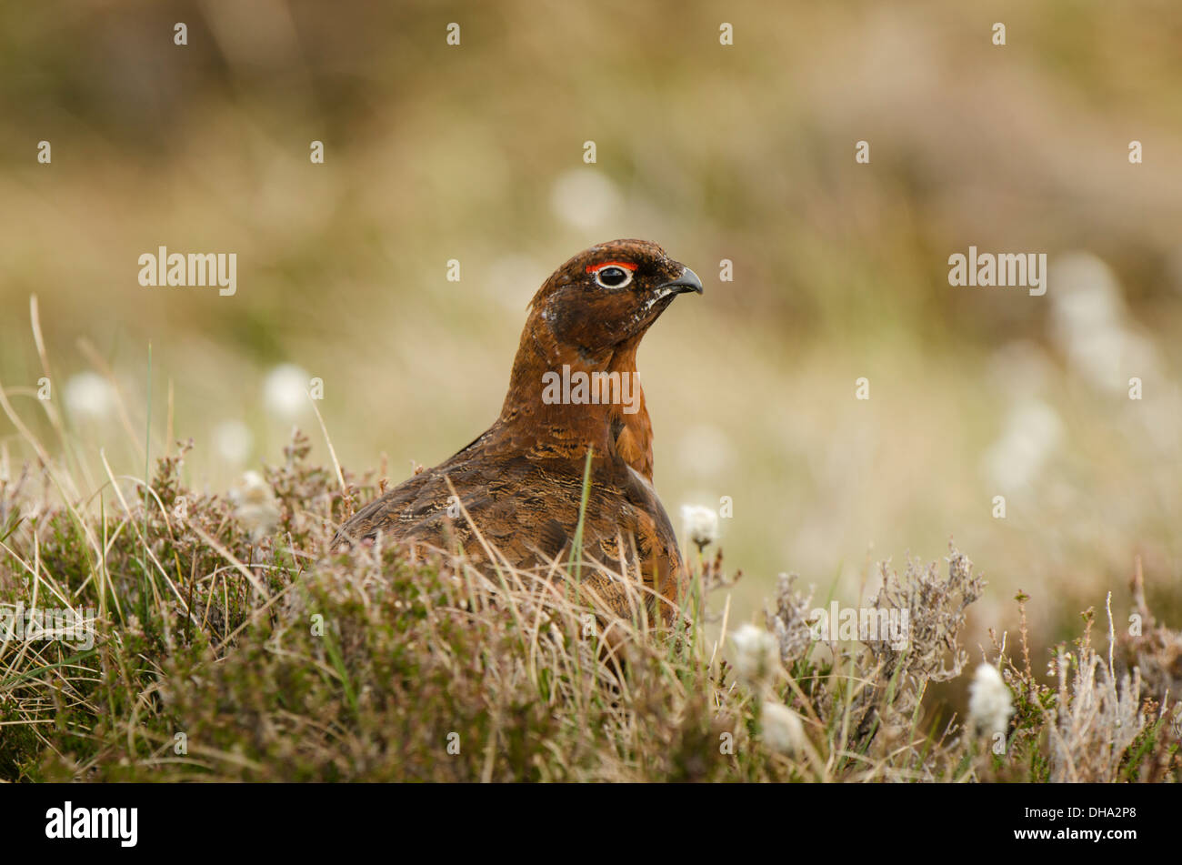 Male Red Grouse in close-up Stock Photo - Alamy
