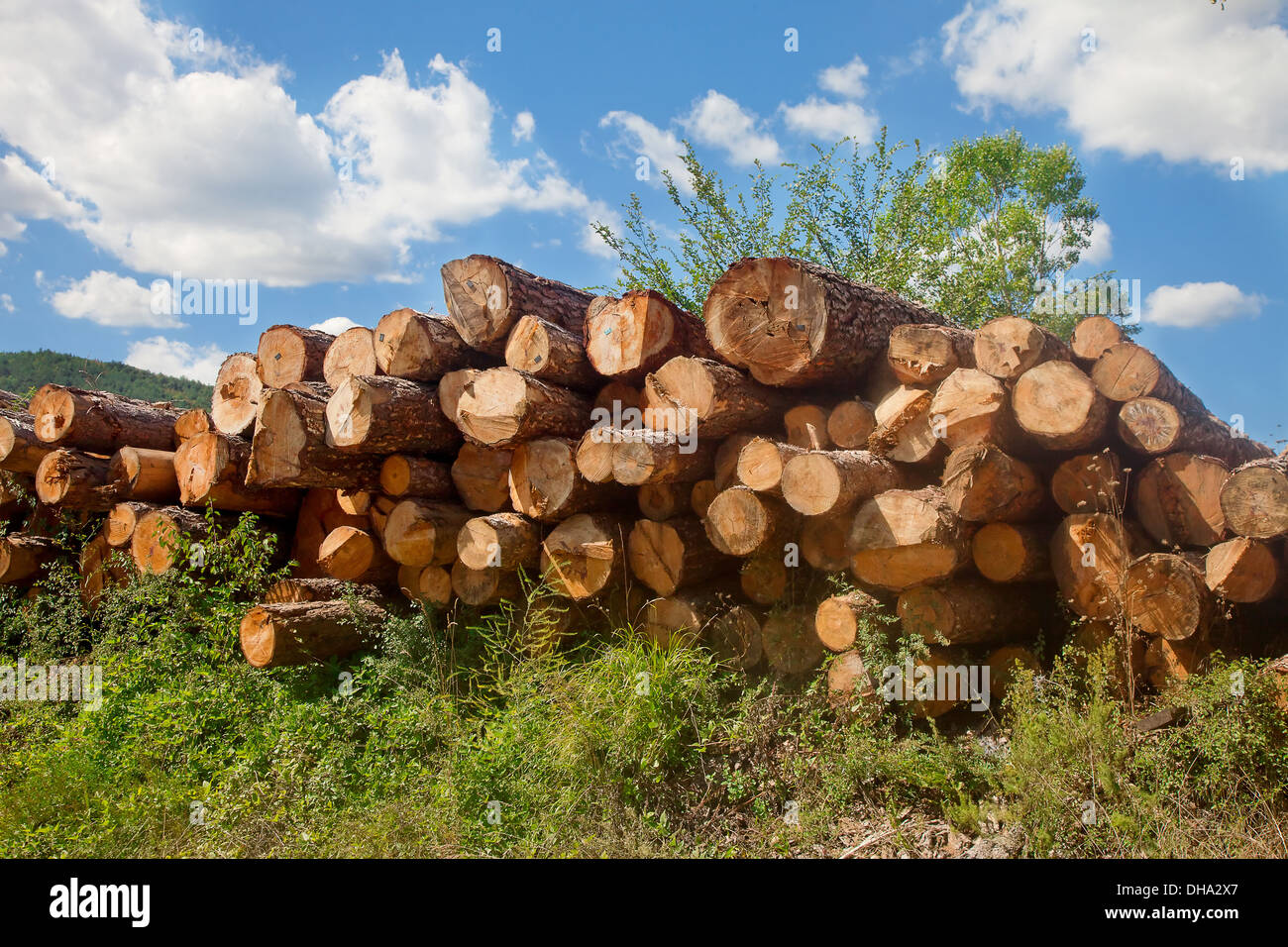 Closeup on log pile under blue sky at local timber works area Stock ...