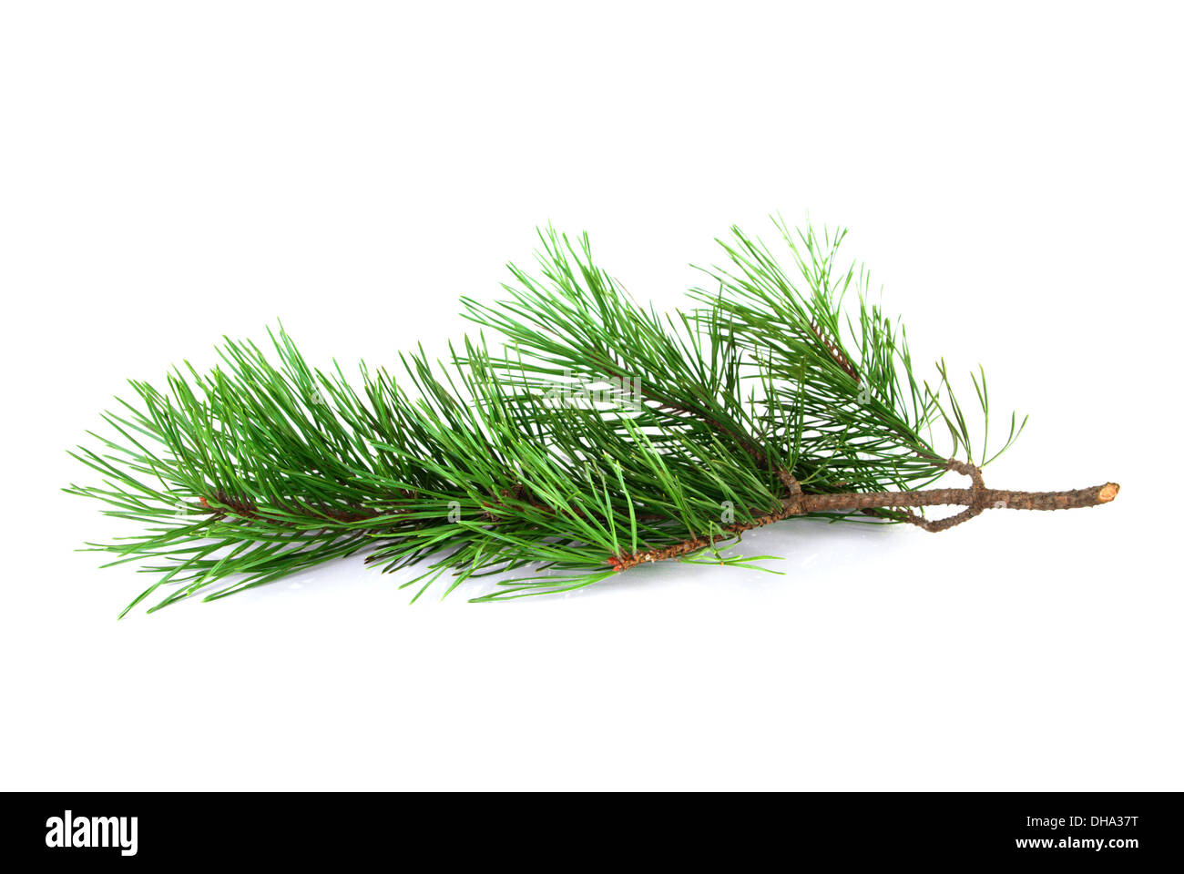 Pine fir christmas tree Cut Out Stock Images & Pictures - Alamy