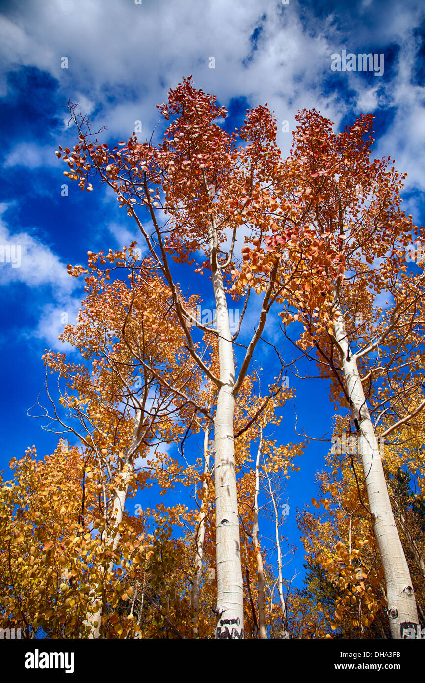 Aspen trees changing hi-res stock photography and images - Alamy