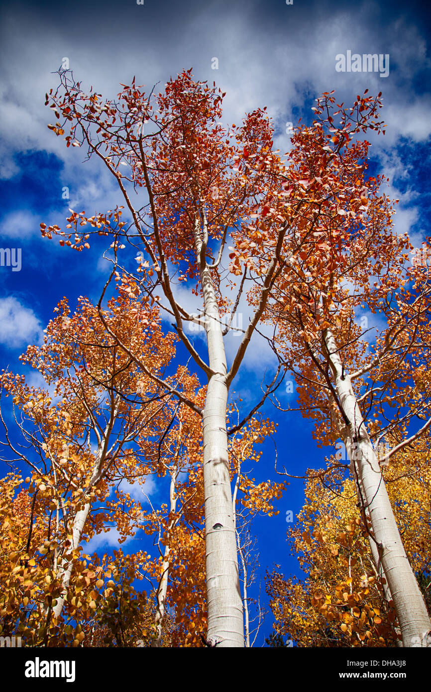 Changing aspen leaves hi-res stock photography and images - Alamy
