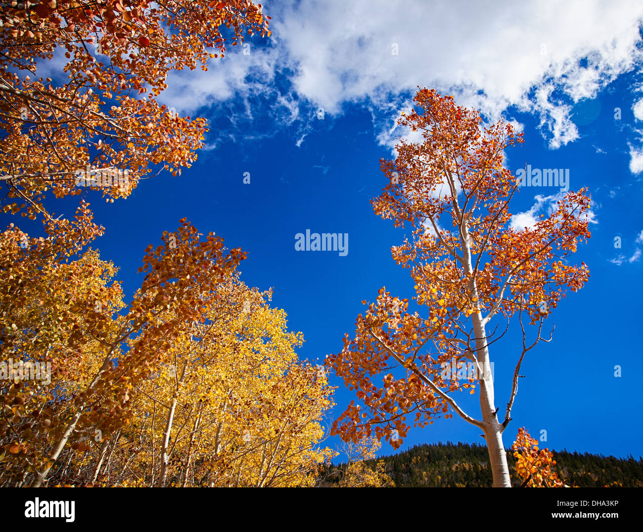 Changing aspen leaves hi-res stock photography and images - Alamy