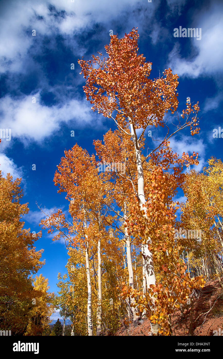 Aspen leaves changing color hi-res stock photography and images - Alamy