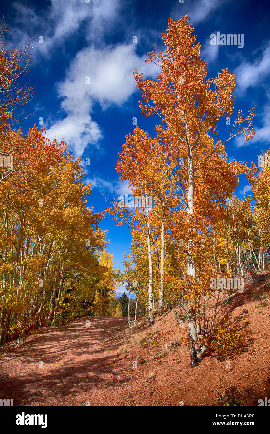 Aspen trees path aspen hi-res stock photography and images - Alamy