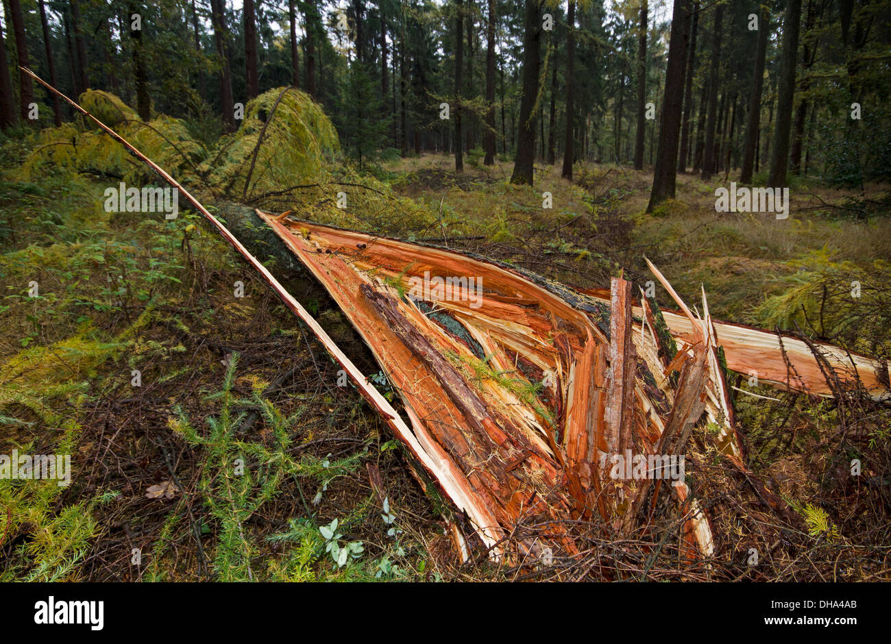 Broken down tree hi-res stock photography and images - Alamy