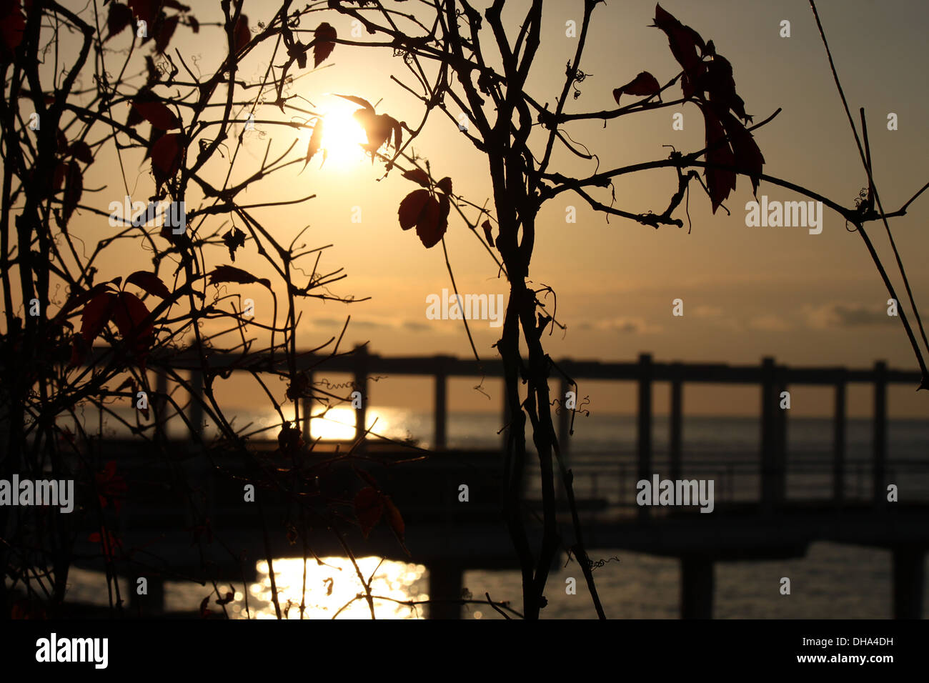 Sunrise through leaves hi-res stock photography and images - Alamy