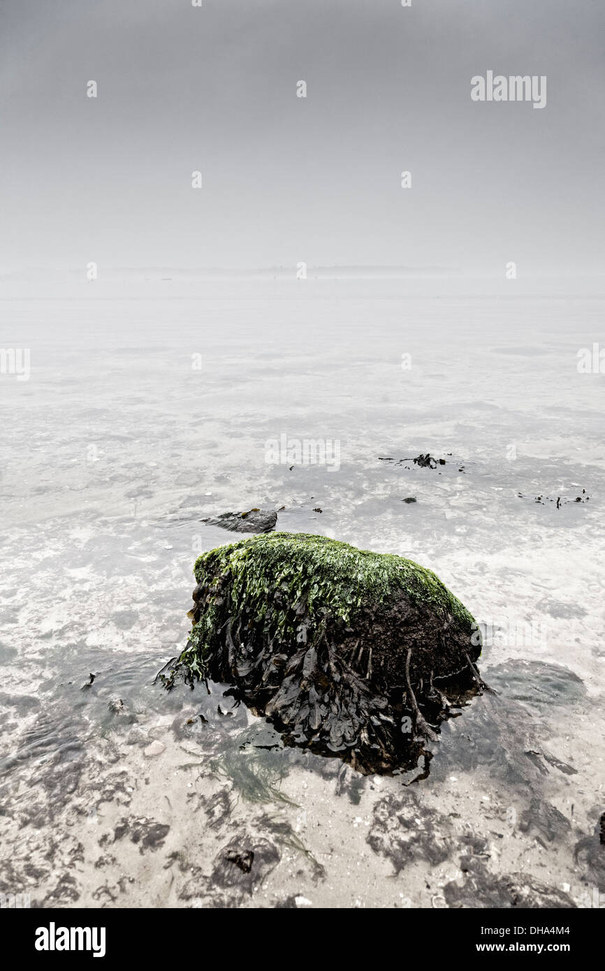 Water covered by seaweed hi-res stock photography and images - Alamy