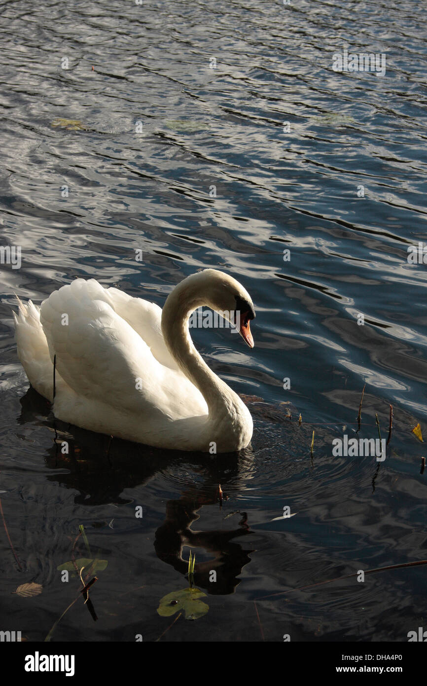 Paired mute swans hi-res stock photography and images - Alamy