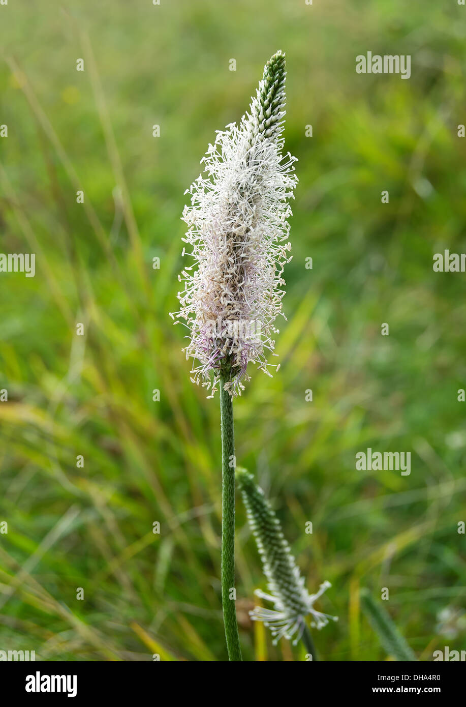 Blossoming hoary plantain on the background of green grass Stock Photo ...