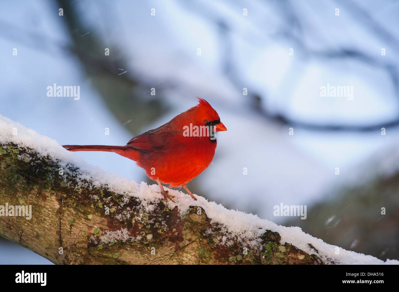 Red cardinal snow hi-res stock photography and images - Alamy