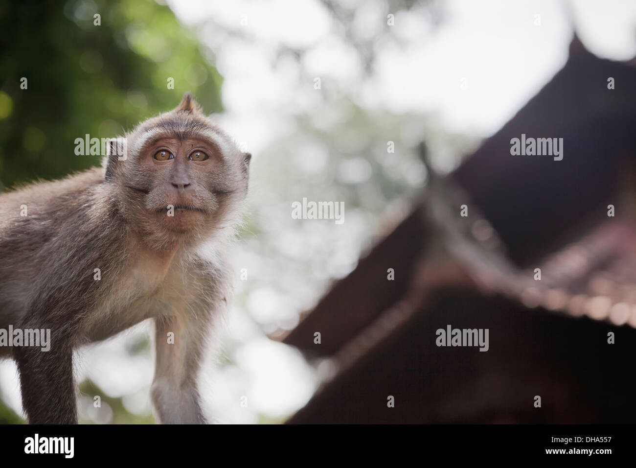 Mischevious Macaques Monkeys In The Sangeh Secret Monkey Forest ...