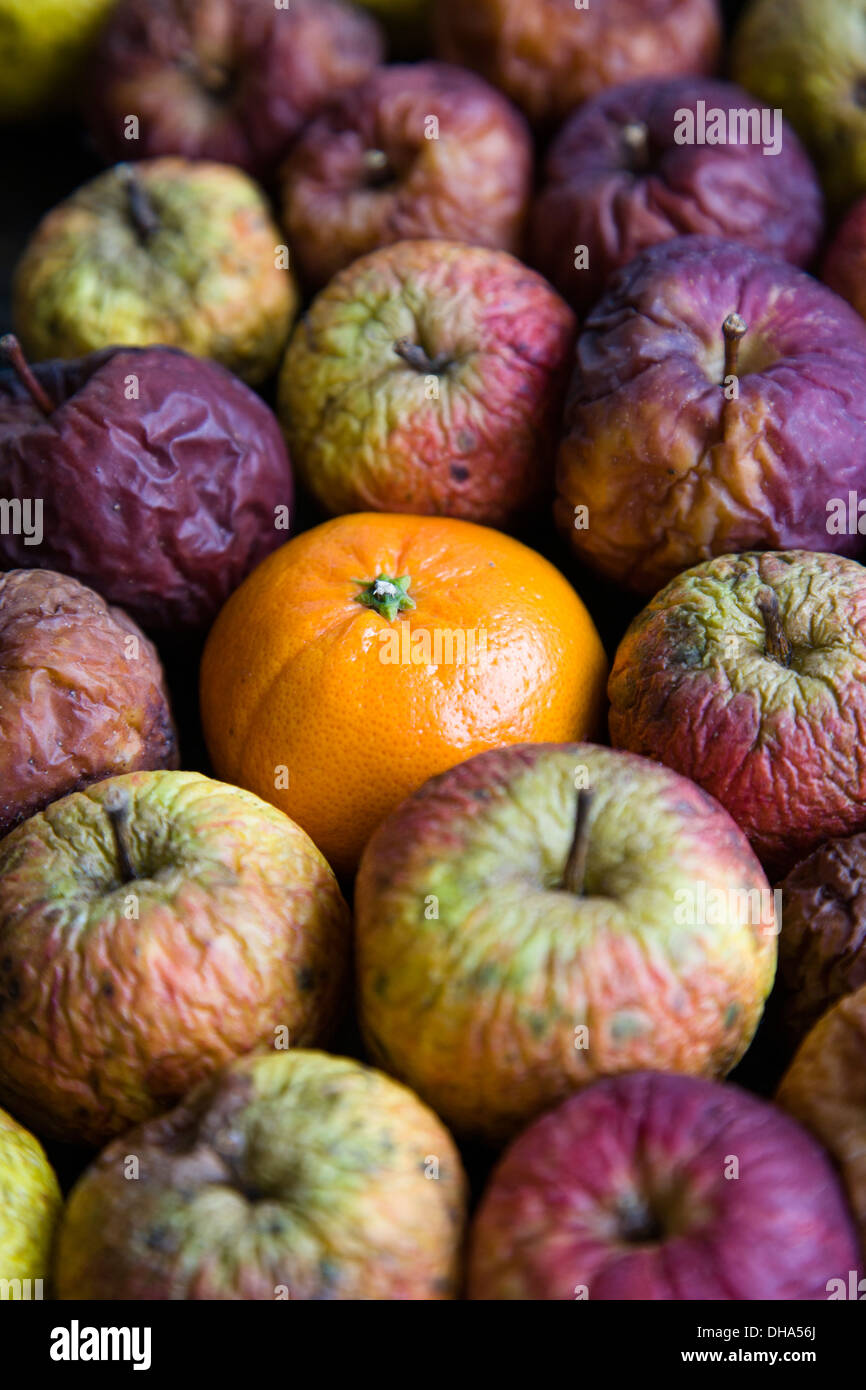 Old wrinkled apples with an orange fruit included, viewed from above ...