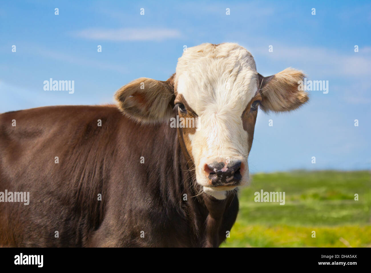Cow head hi-res stock photography and images - Alamy