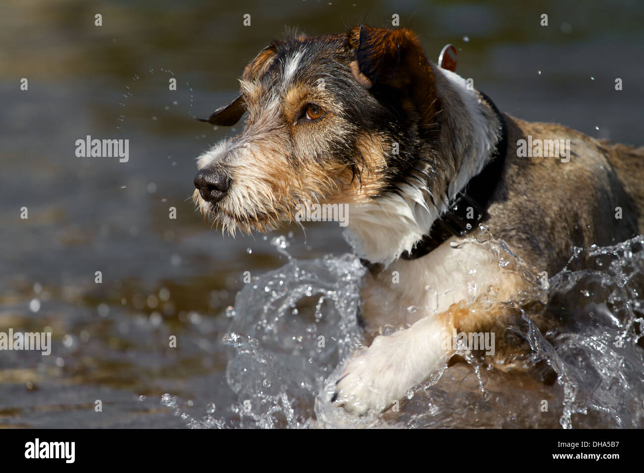 A Small Terrier Mix Dachshund running through the water, close-cut ...