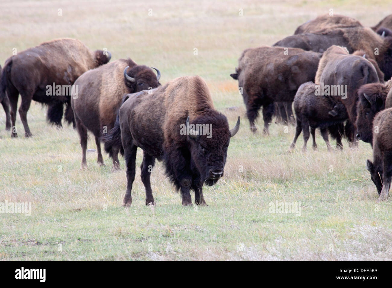 American bison herd hi-res stock photography and images - Alamy