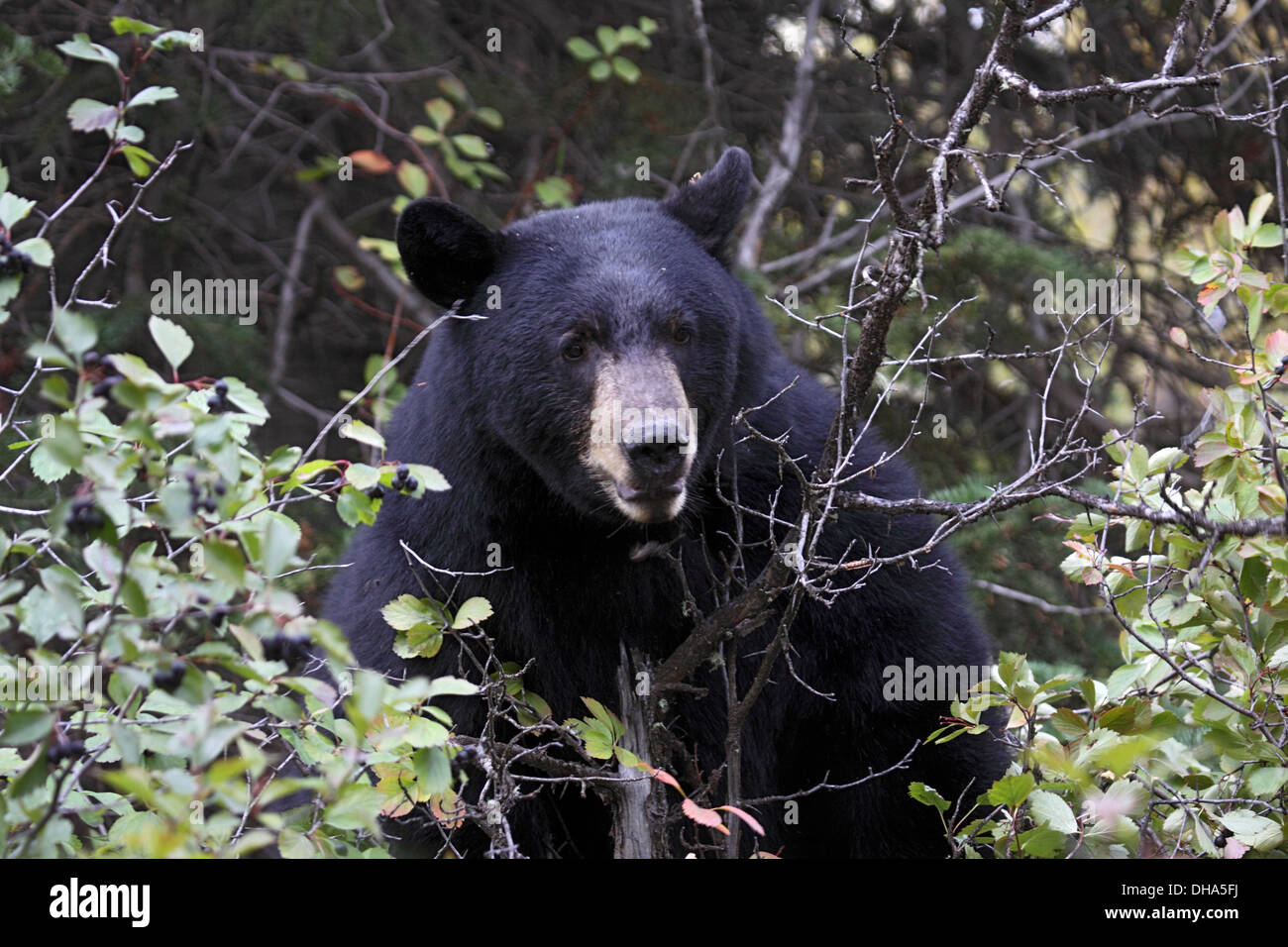 Black bear eating berries hi-res stock photography and images - Alamy