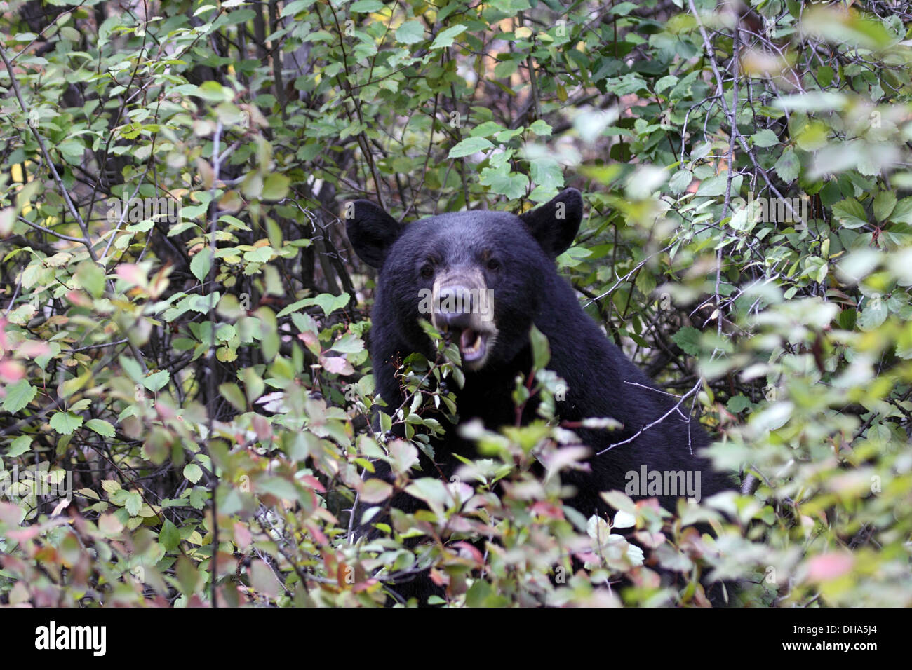 Black Bears Eating