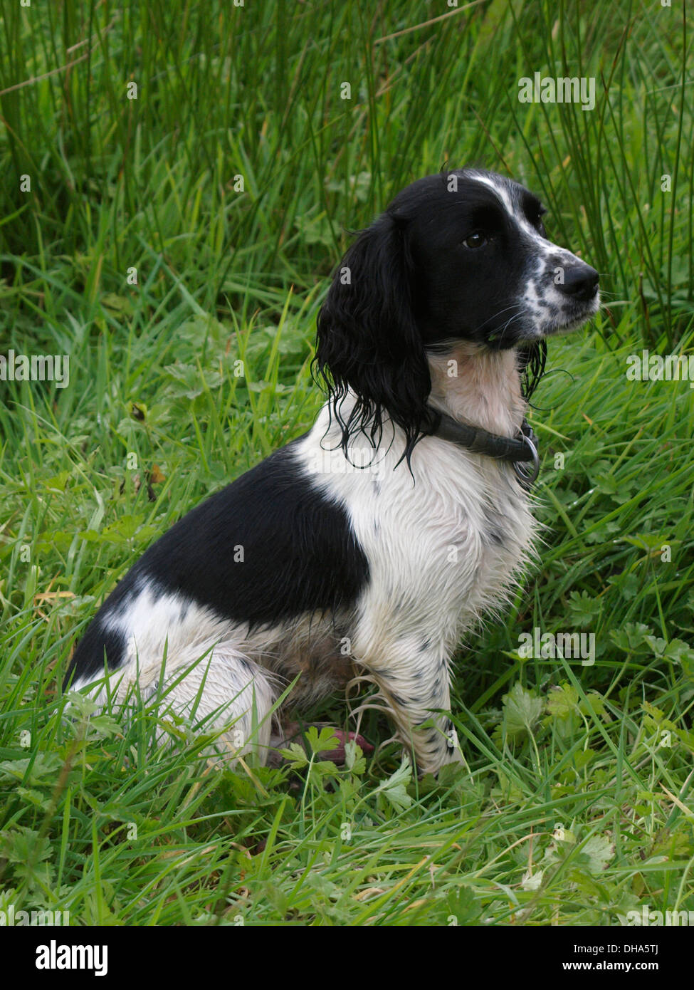 Working cocker dog hi-res stock photography and images - Alamy