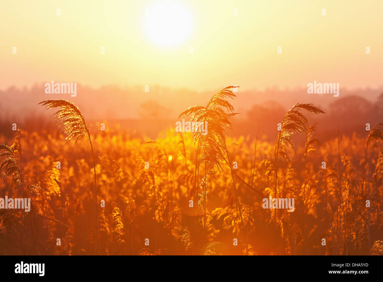 Sunset At Shapwick Heath, A Wetland Reserve Of The Avalon Marshes Of ...
