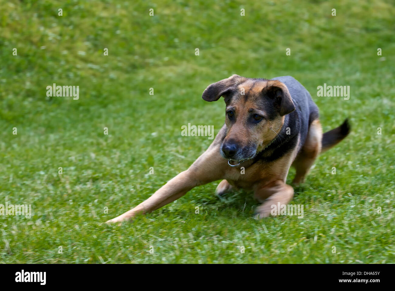 Fixed animal hi-res stock photography and images - Alamy