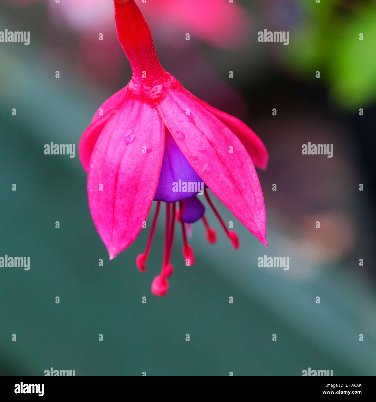 Fuchsia hang plant hi-res stock photography and images - Alamy